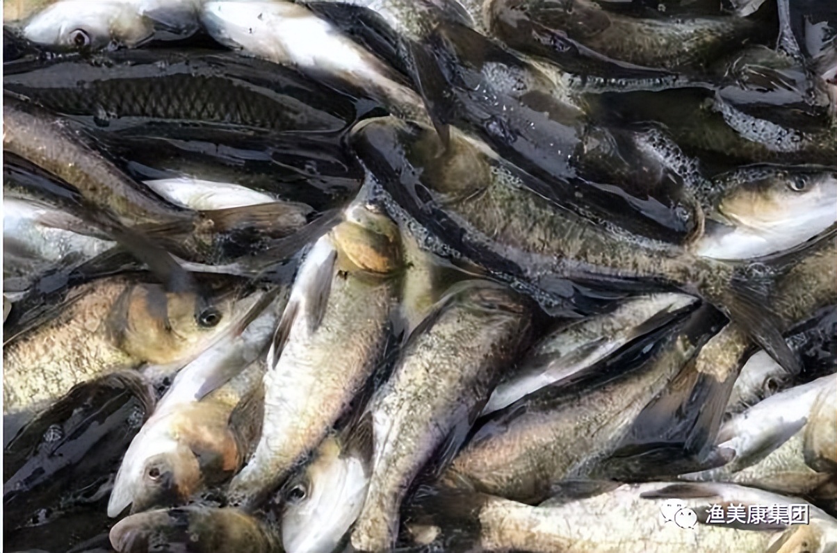 The secret of high yield of silver carp is all here, and it is all ...