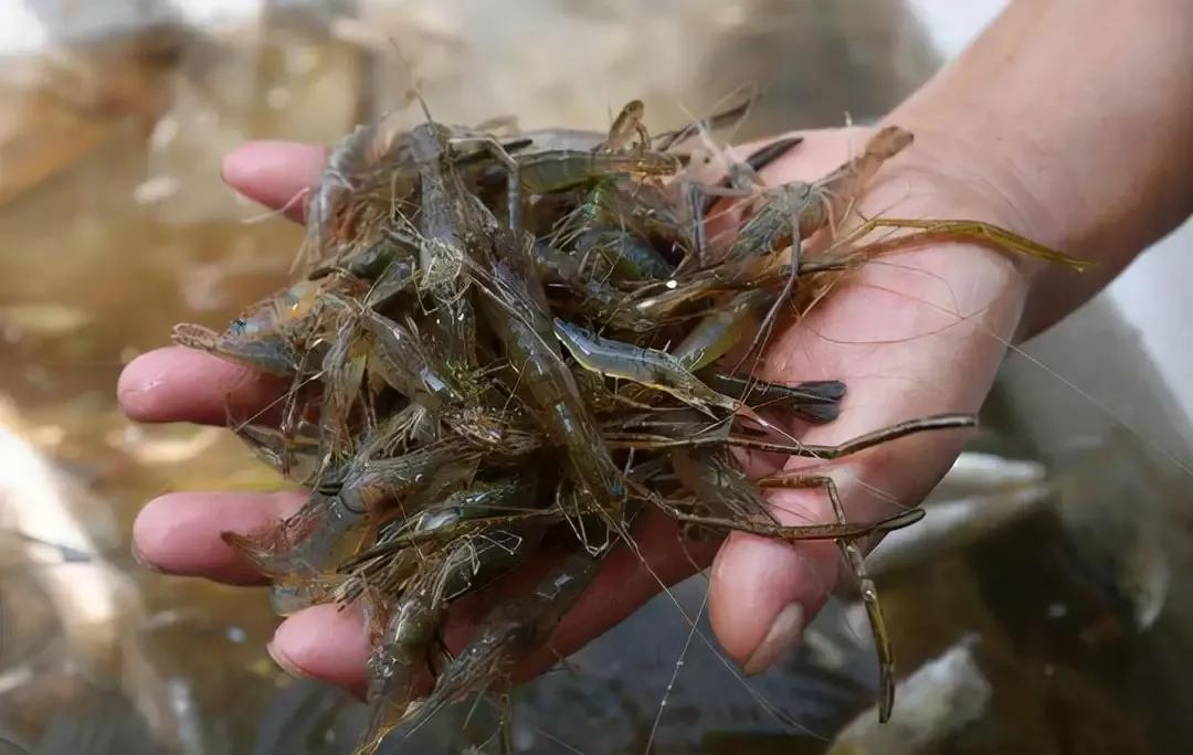 Delicious wild small river prawns are now too expensive to eat - iNEWS