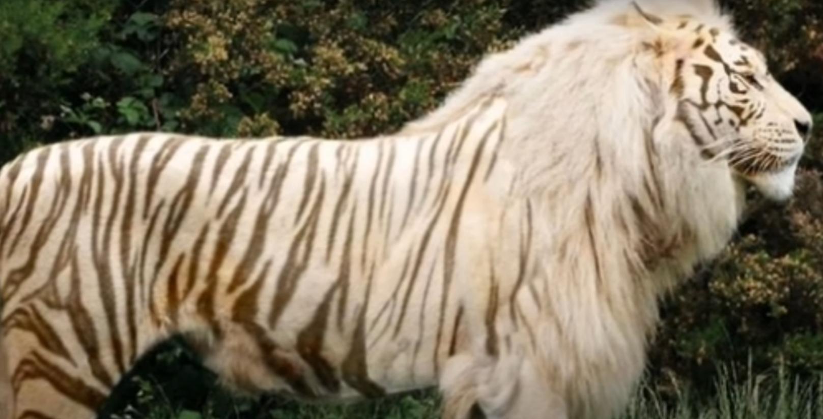 The Incredible Synthetic Organisms of Humans - iNEWS