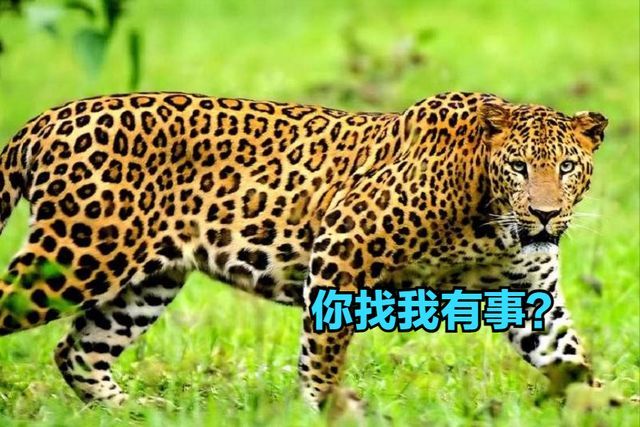 White-tailed jackrabbit: the most jumping land animal, with a vertical ...