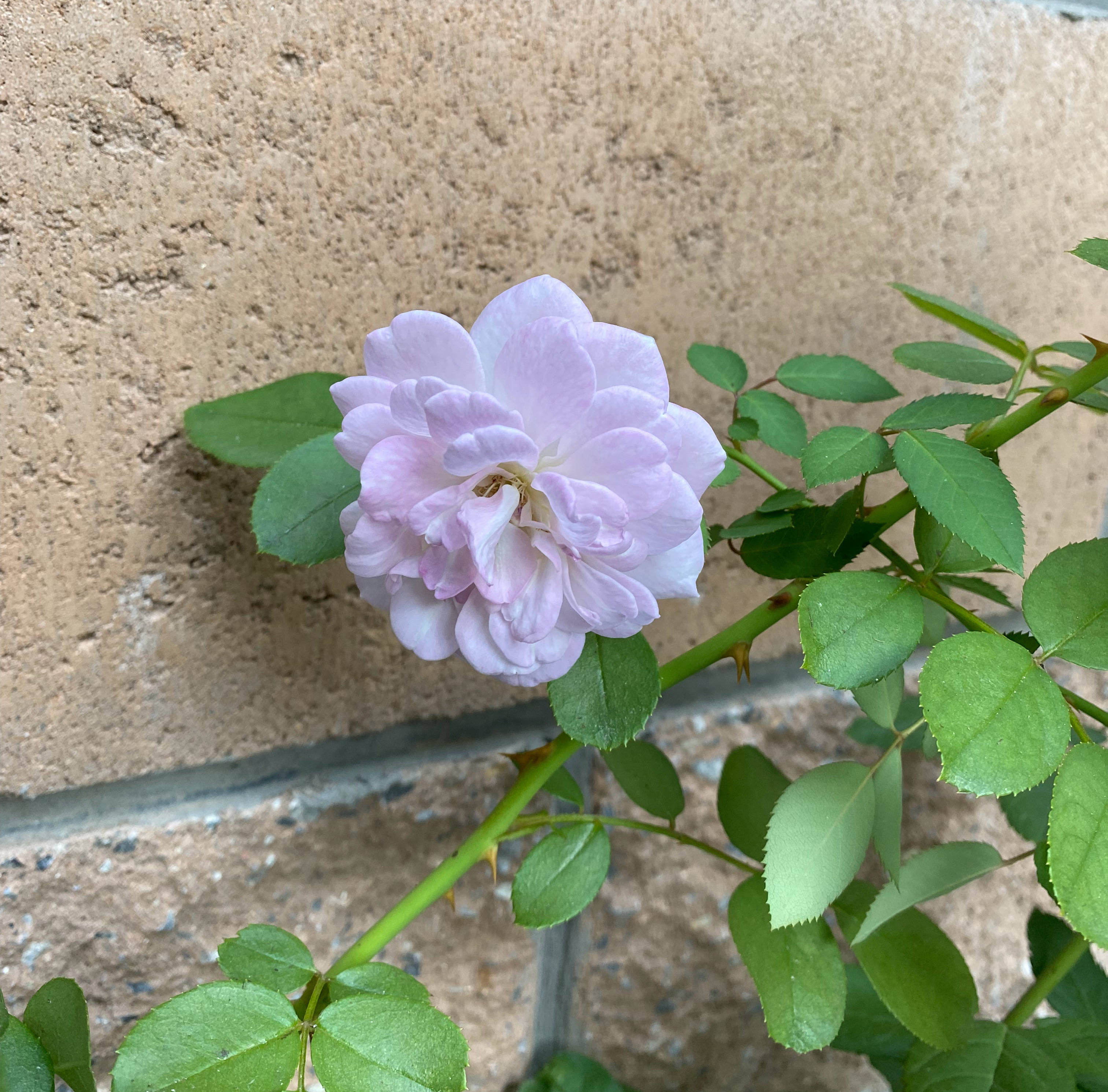 If you have a garden, just raise a rose, which is so beautiful that it ...