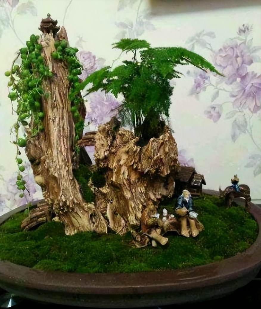 These "3 kinds" of home green plants will become "high-end bonsai ...