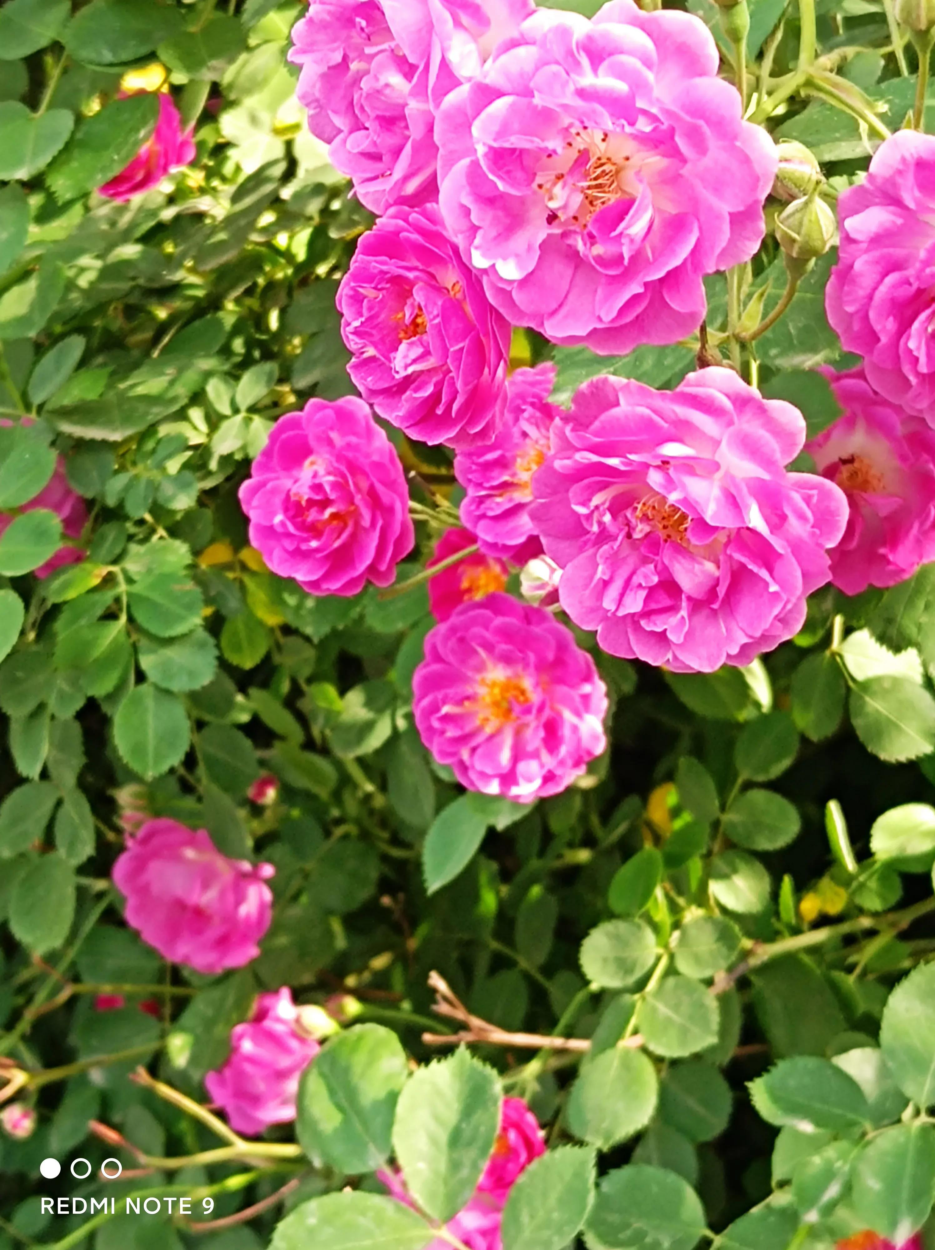 Poetry: Rose - iMedia