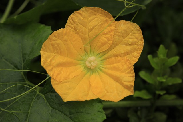 Walk into the wonderful world of plants and flowers and explore the ...