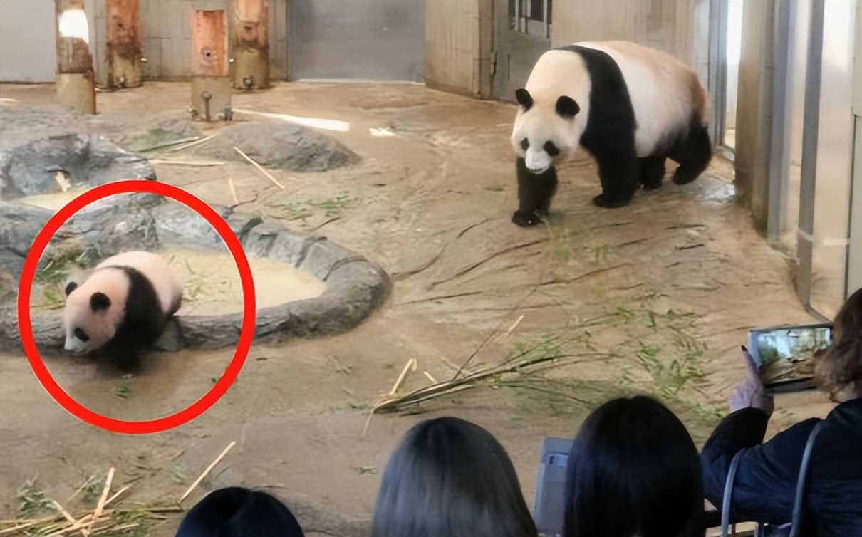 The "gold-absorbing animal" of the zoo: Huahualie earns hundreds of ...