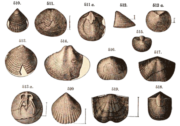 440 million years ago, the Ordovician biological radiation, the ocean ...