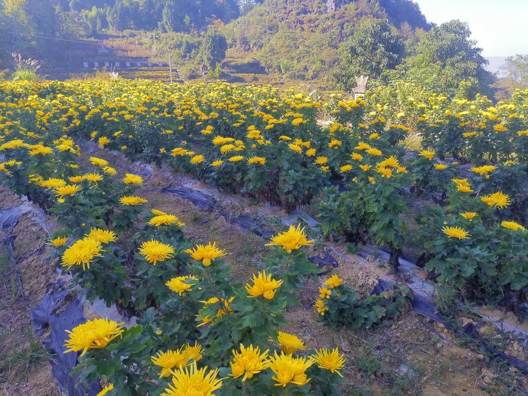 There is a sea of golden flowers near the Golden Silk Emperor ...