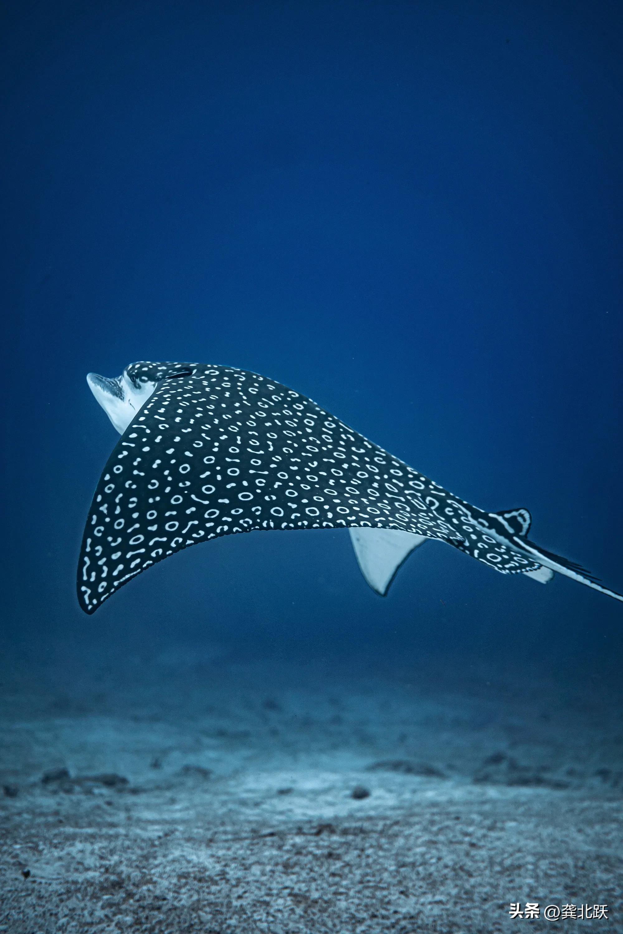 spotted eagle ray - iNEWS