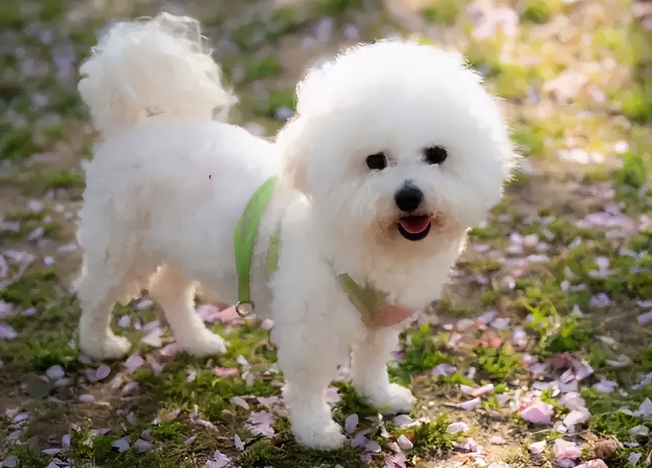 Bichon Frise will also be "eccentric" and treat the real owner, it will ...