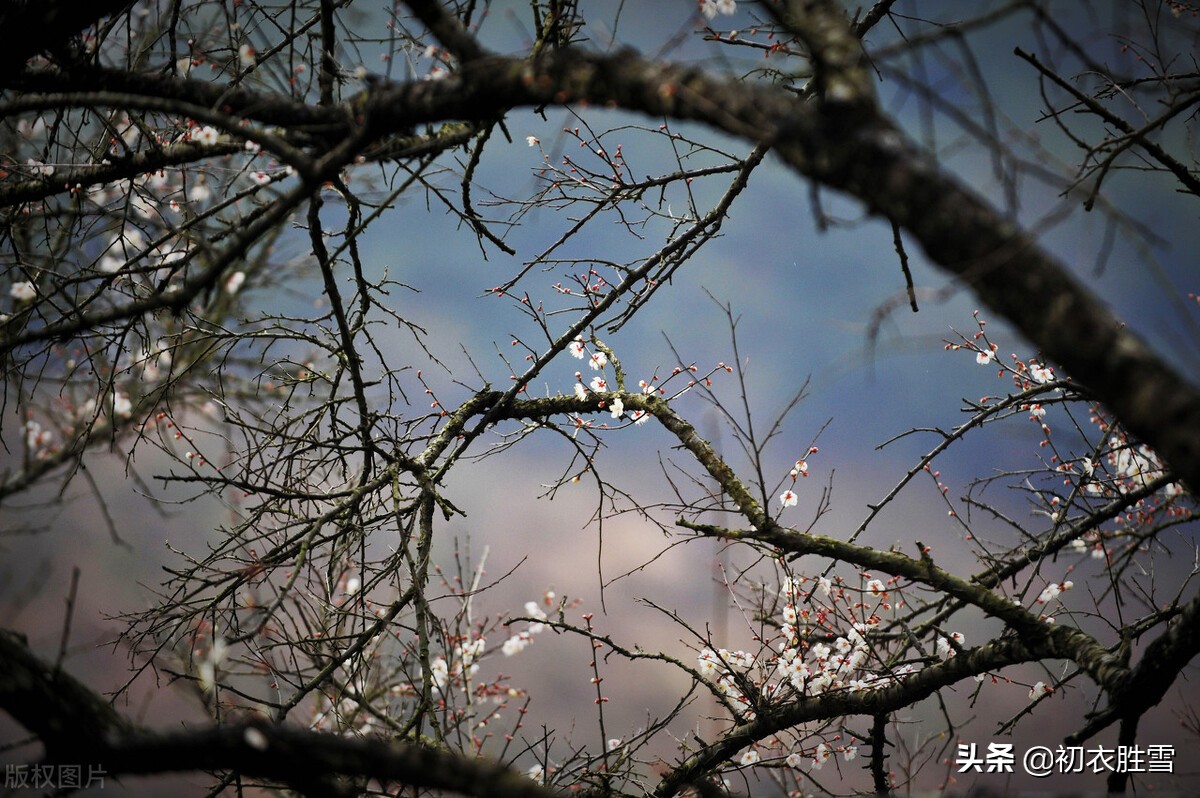Six Plum Blossoms of Meiling in Su Shi's Later Years: Xiaohan's First ...