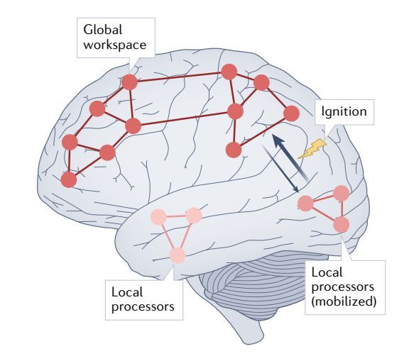 Nat Rev Neurosci Latest Review: Theory of Consciousness - iNEWS