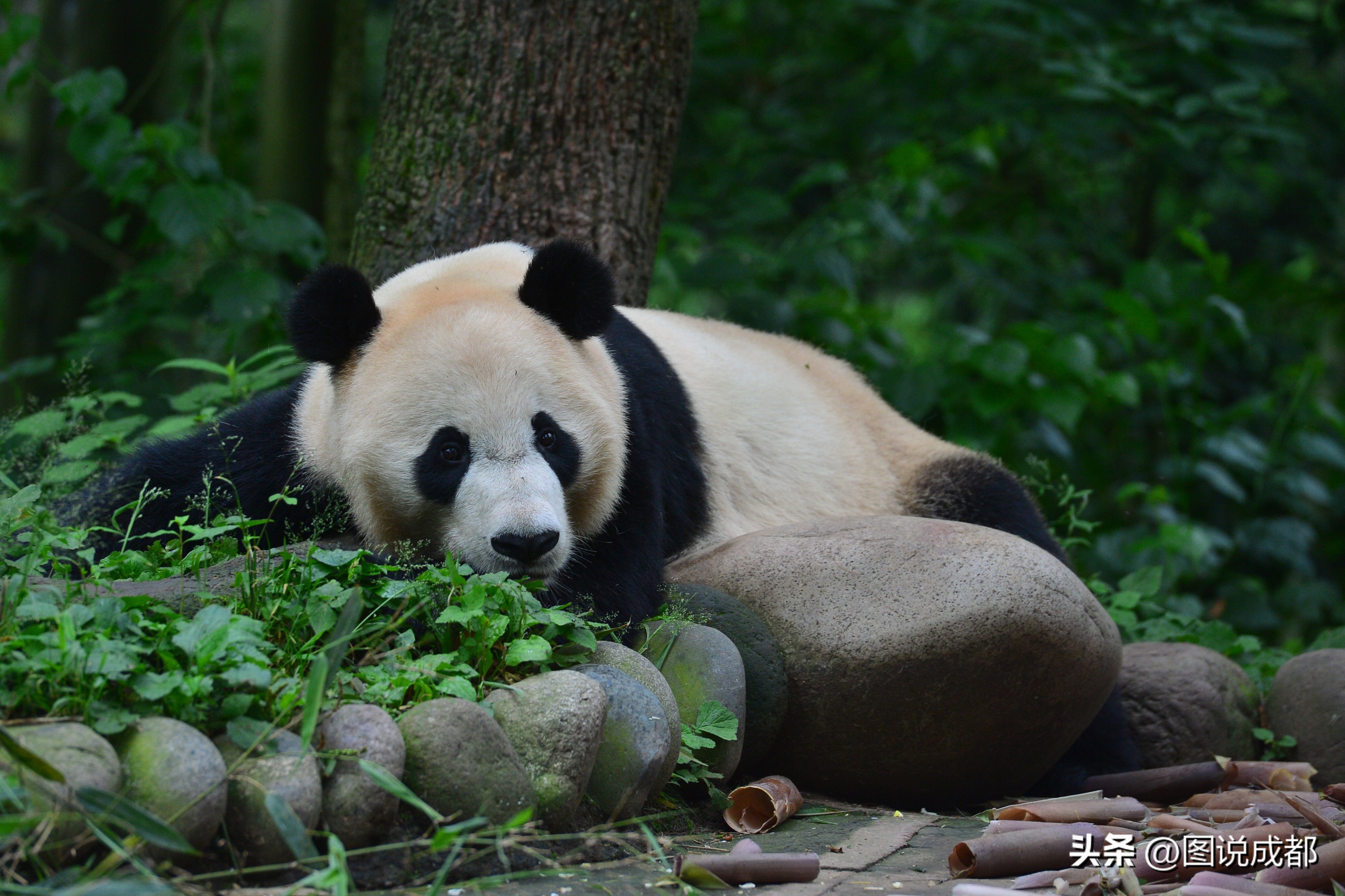 Tired from wrestling, the giant panda fell asleep after eating and ...