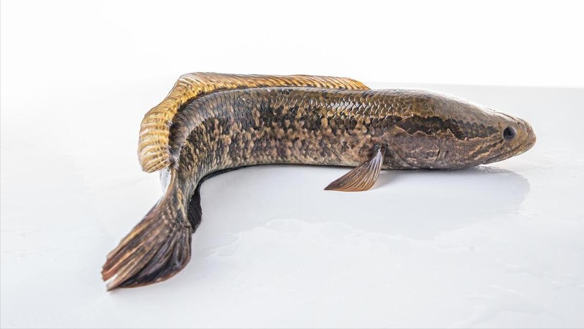 10 Creatures With Weird Body Shapes And Organs That Are All For ...