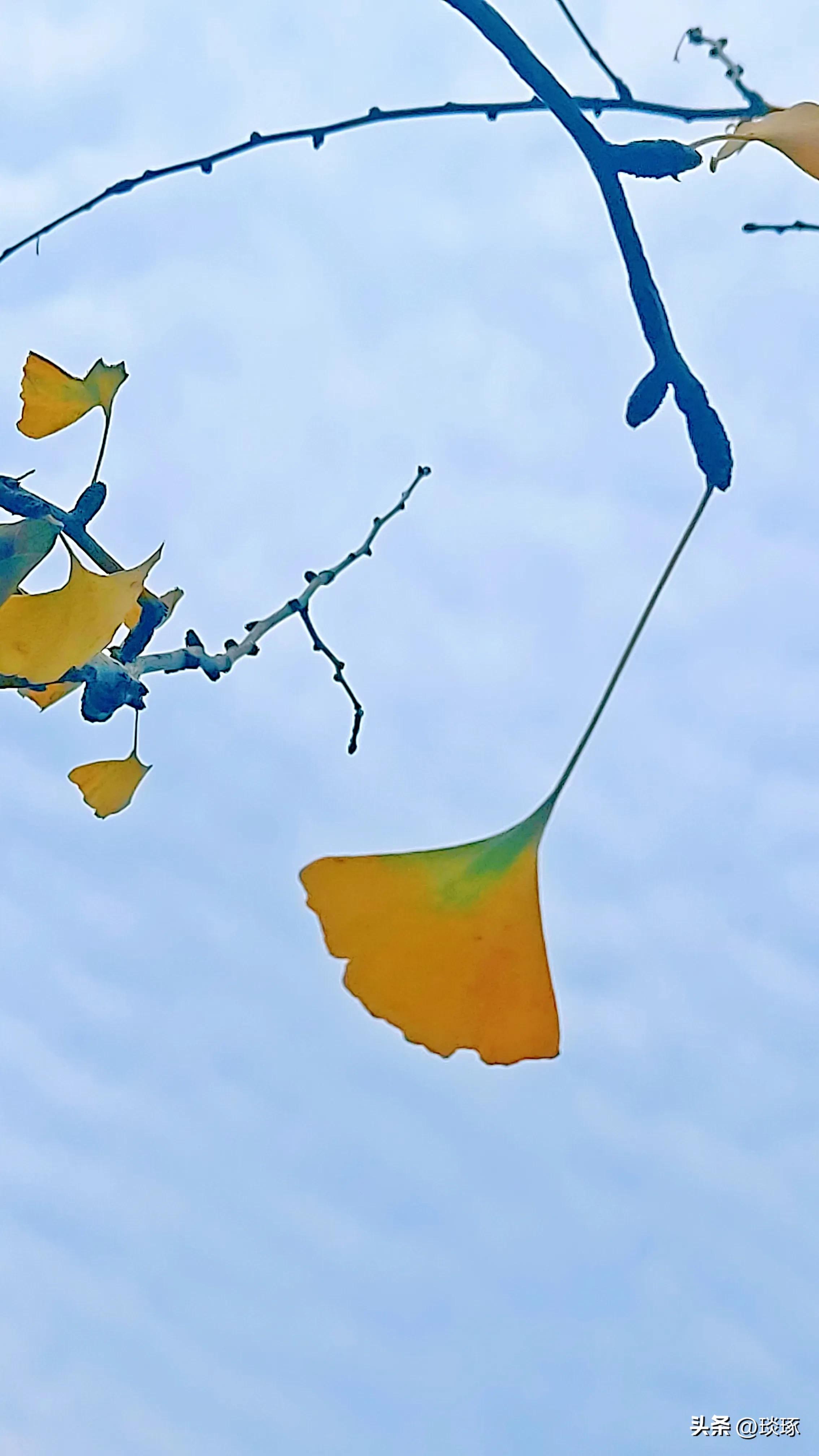 Autumn's Flying Flower Order: "Autumn Leaves Don't Say a Word and Smile ...