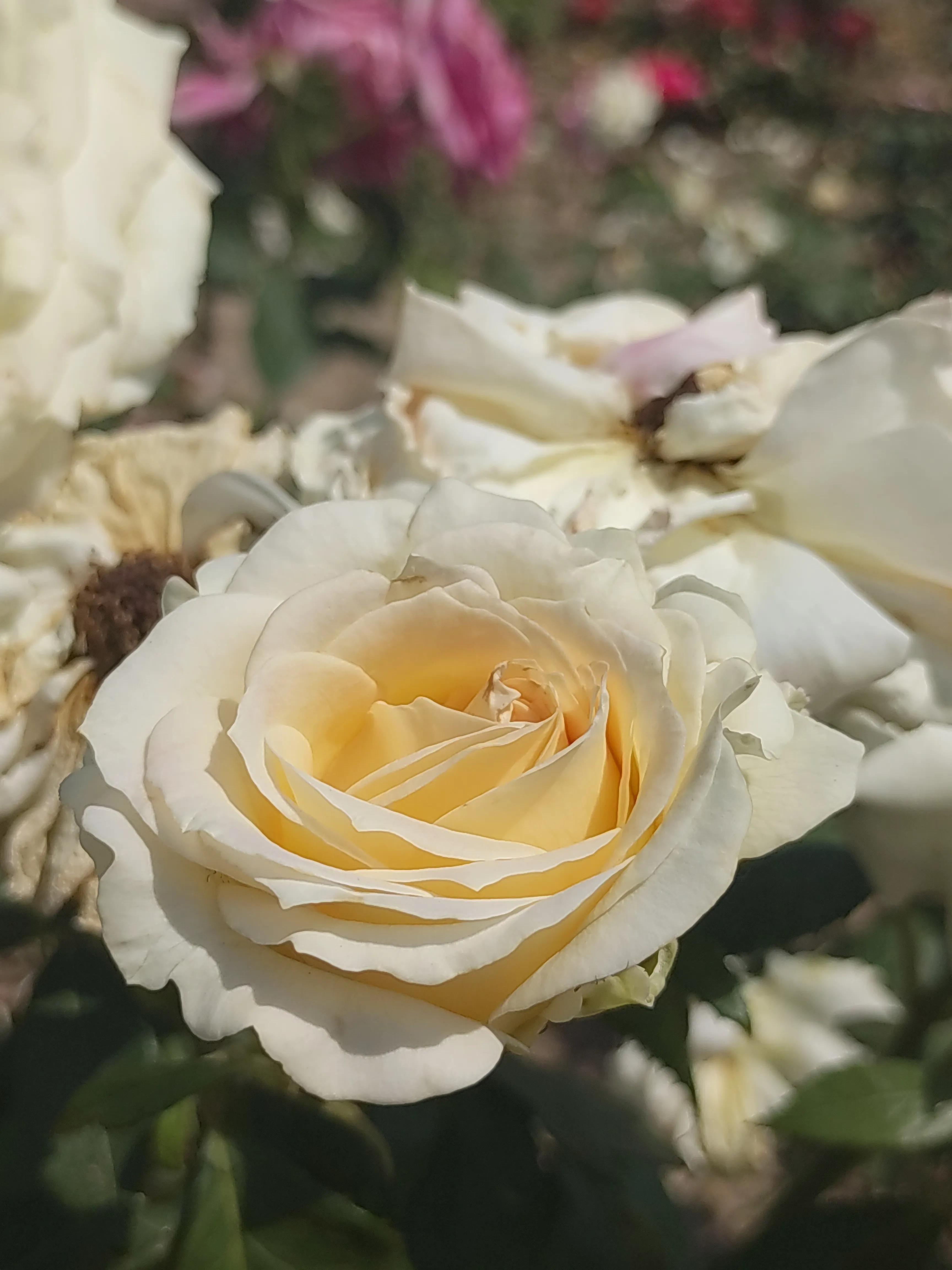 White rose, white inside is yellow, yellow inside is white, white and ...