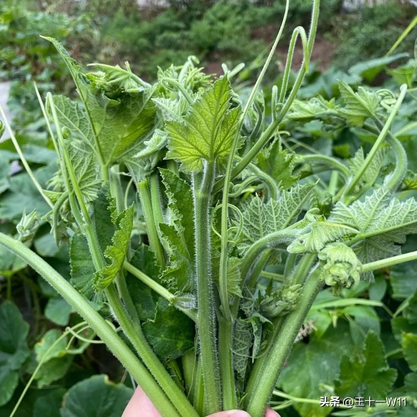 In early summer, fresh and tender melon seedlings are at the right time ...