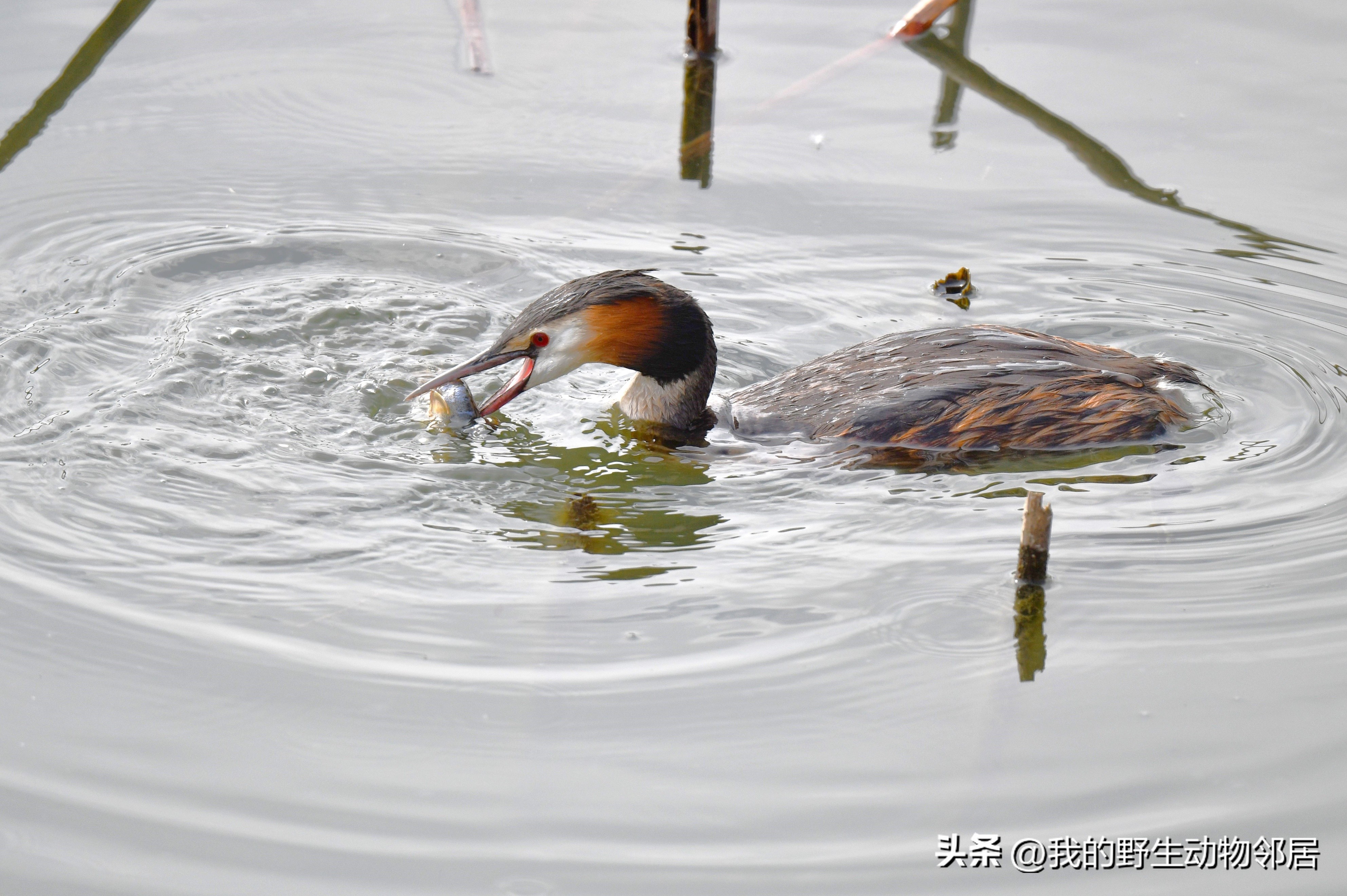 Fish are eaten in different ways, some are straightforward... - iMedia