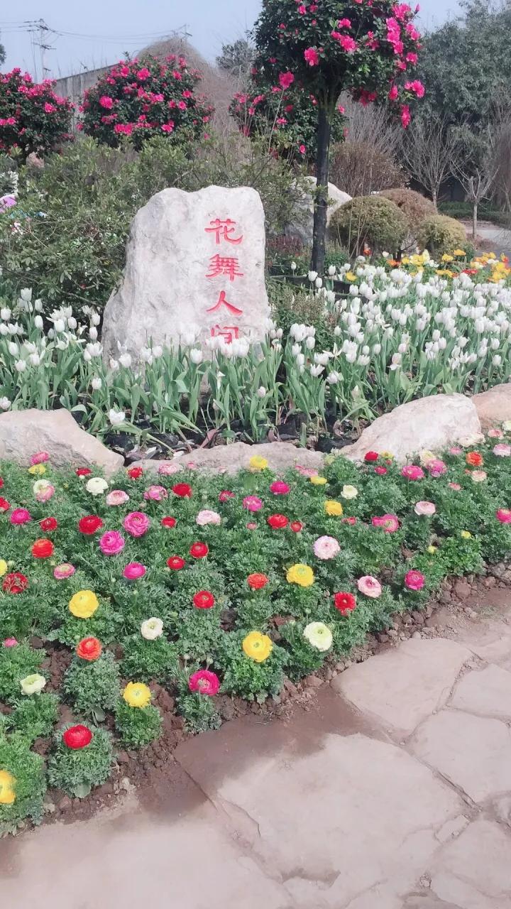 Cherry Blossoms in Chengdu - iNEWS