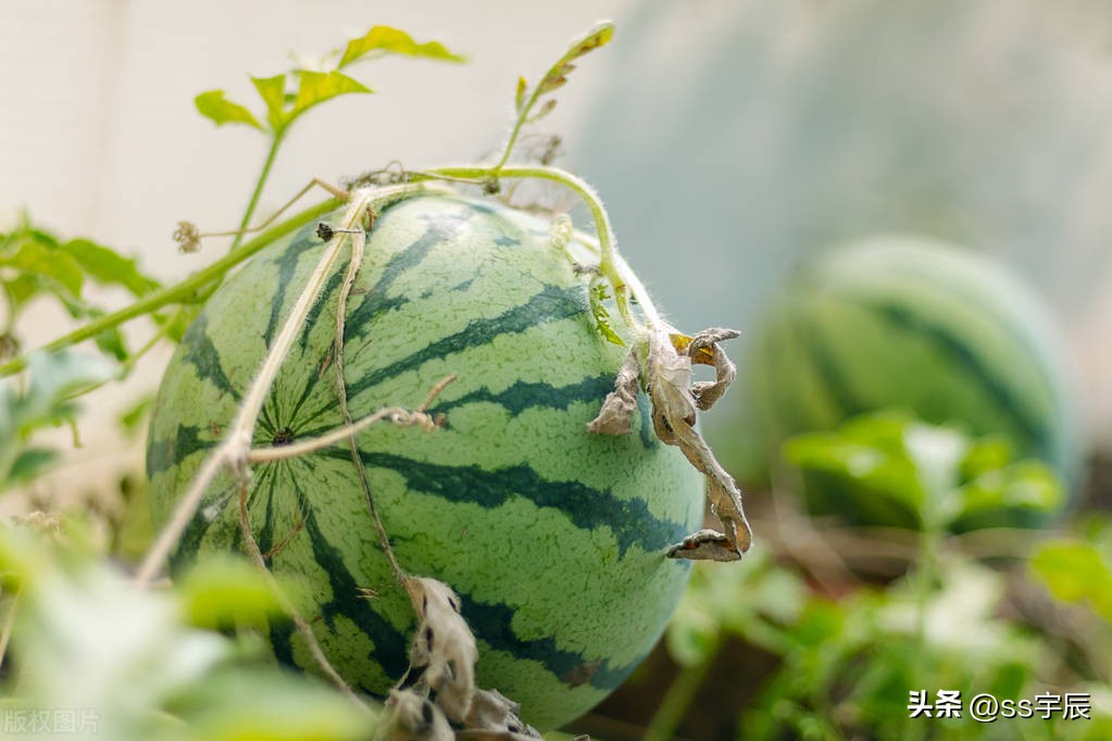 Do-it-yourself potted watermelon - contract a summer melon - iNEWS