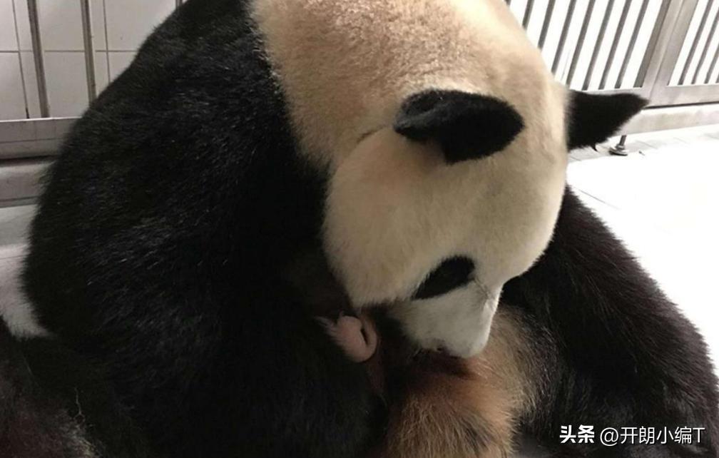 The giant panda Fubao in South Korea will return to China, and Korean ...