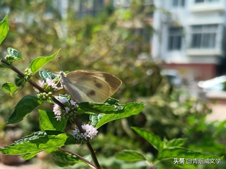 Yuefu Poem Weeping Bamboo Shoots (Seven Outer Poems) - iNEWS