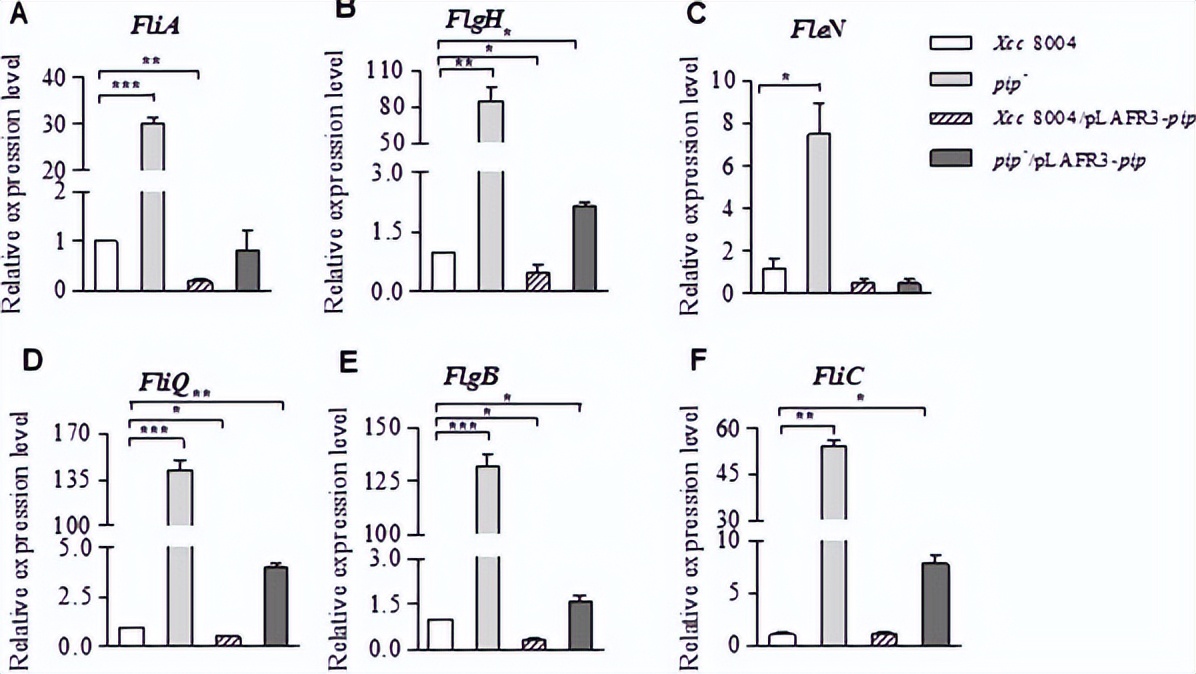 Proline iminopeptidase regulates bacterial movement and its impact on ...