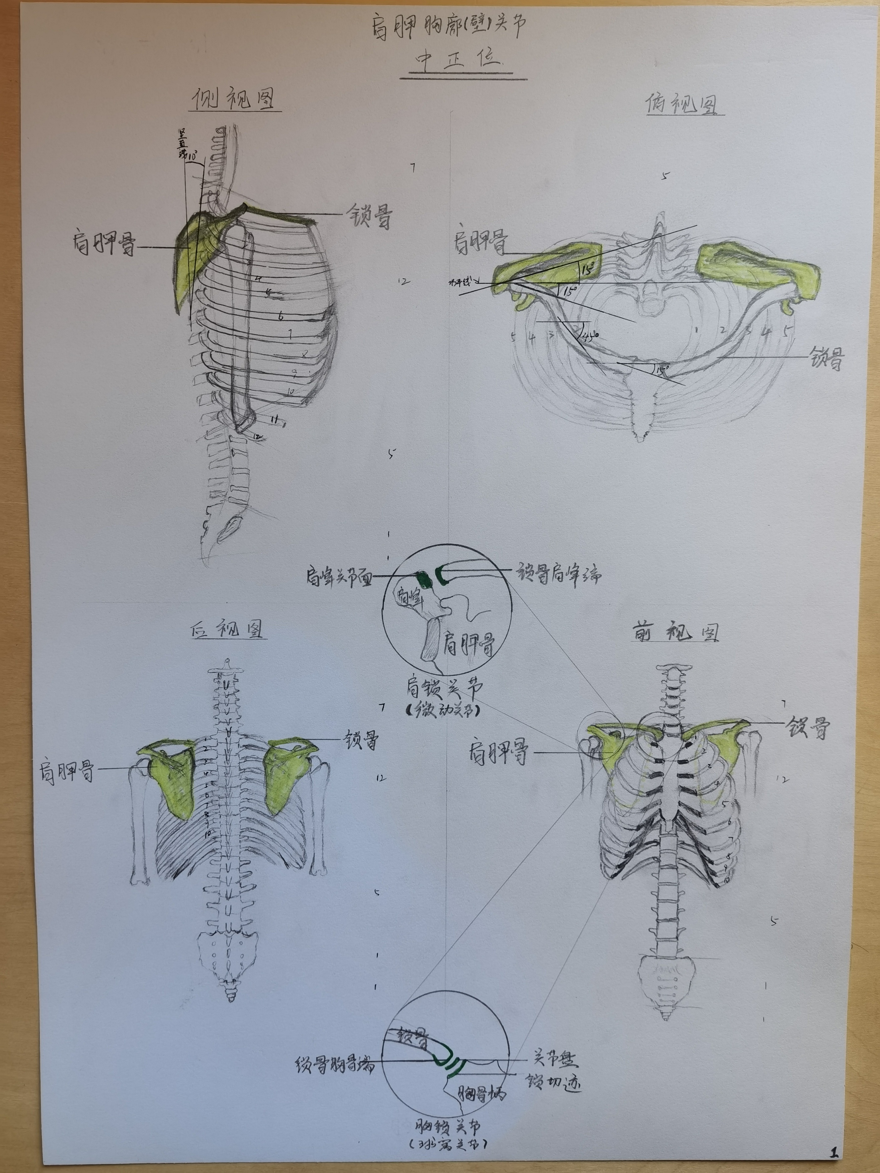 Seven joints of motion - scapula-thoracic joint - iNEWS