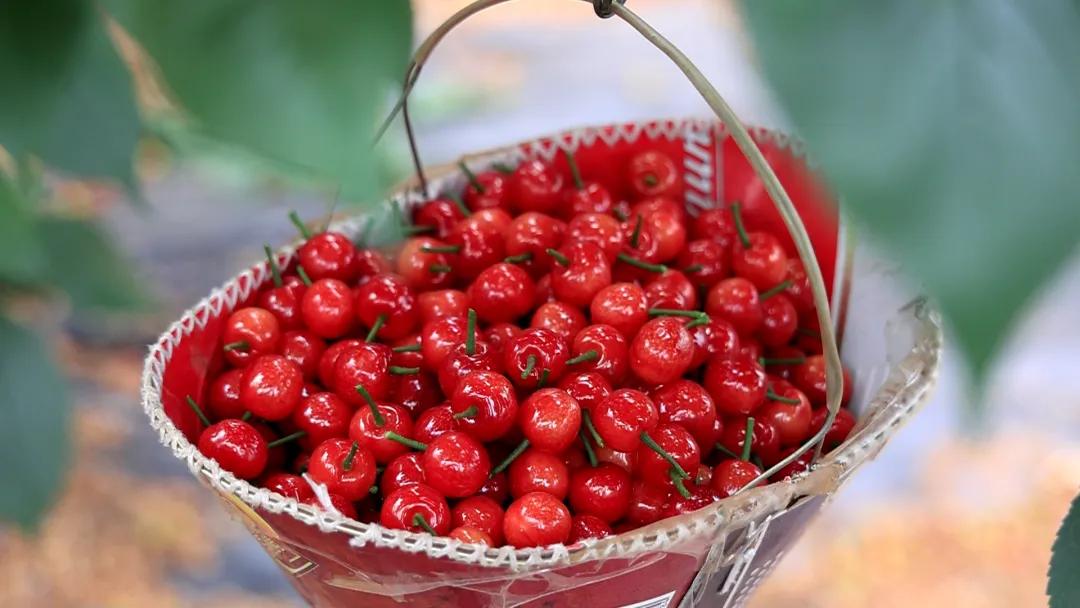 Holiday Tour Shanting Colorful Flowers Slow City - iNEWS