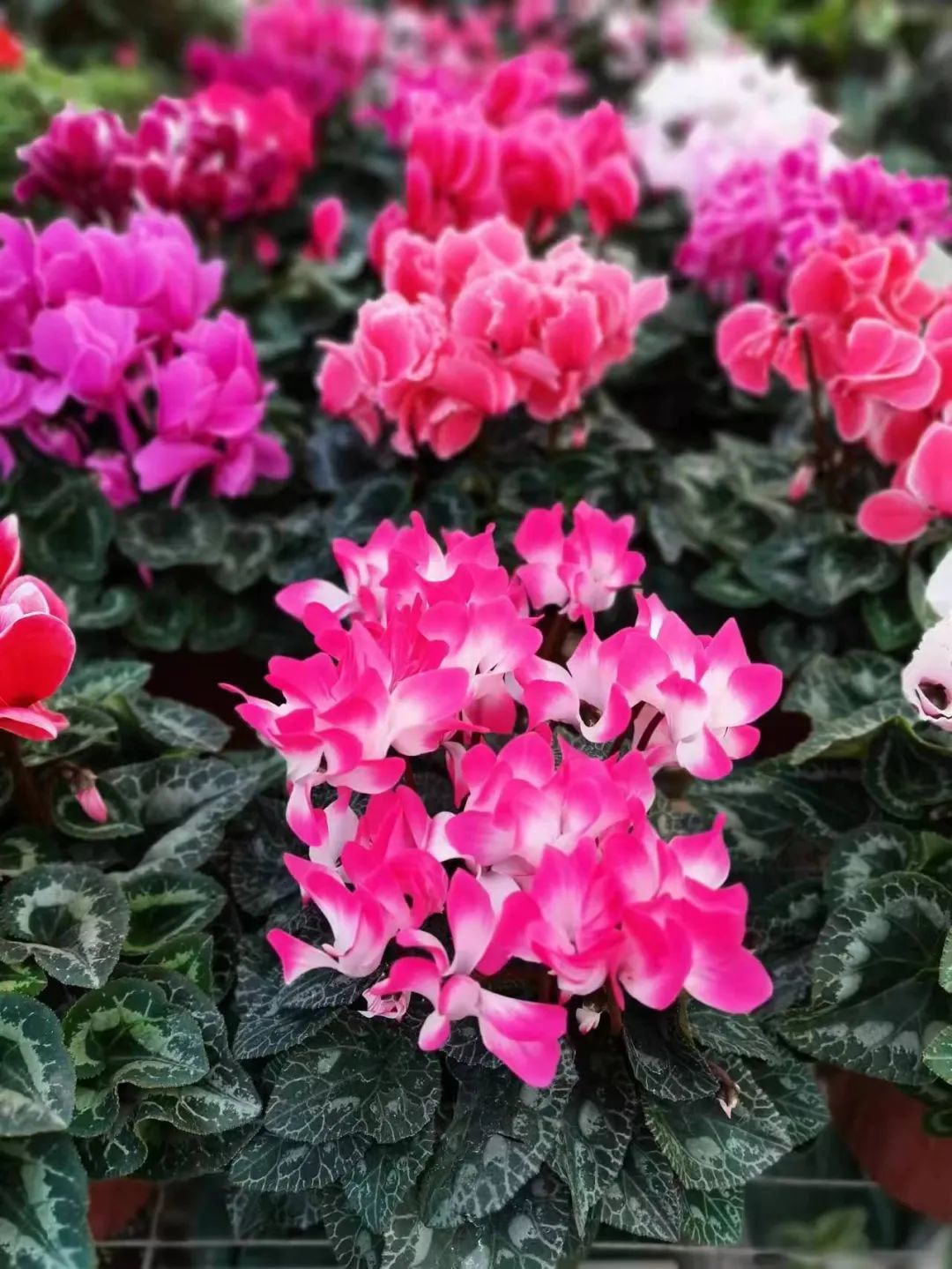 Just raise these 18 kinds of flowers in winter, and give you a ...