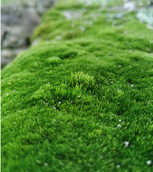 The Amazing Journey of Plants: From Sea to Land, Primitive to Modern ...
