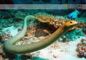 Top 10 most venomous sea snakes in the world - iNEWS