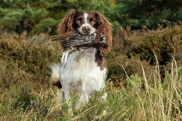 The 12 dogs with the most sensitive sense of smell in the world, 300 ...
