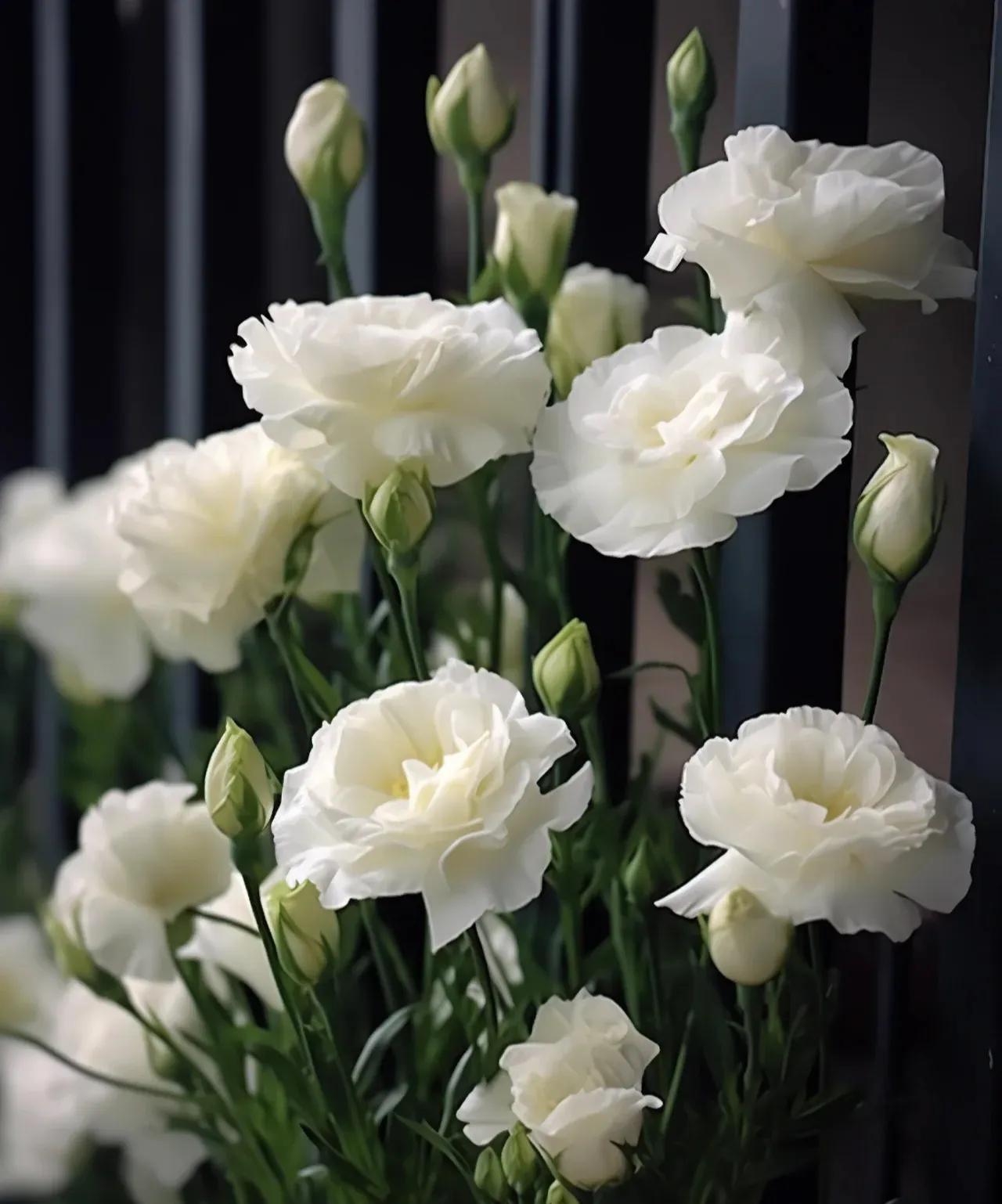 white eustoma - iMedia