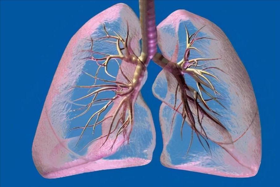 Is regular walking good for your lungs? Doctor's Advice: The lungs like ...