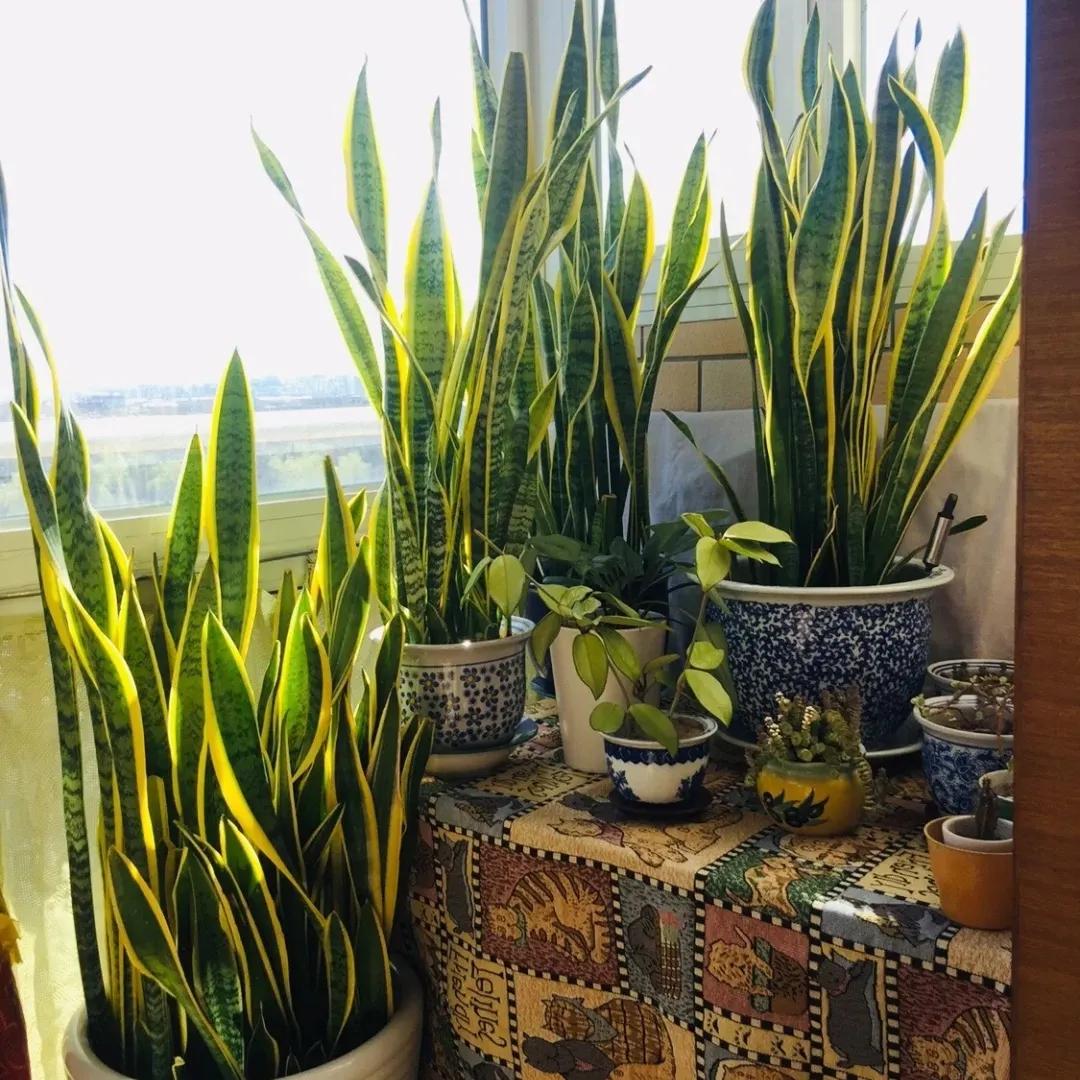 Raise Tiger Pilan after the winter solstice, do 4 details well, the ...