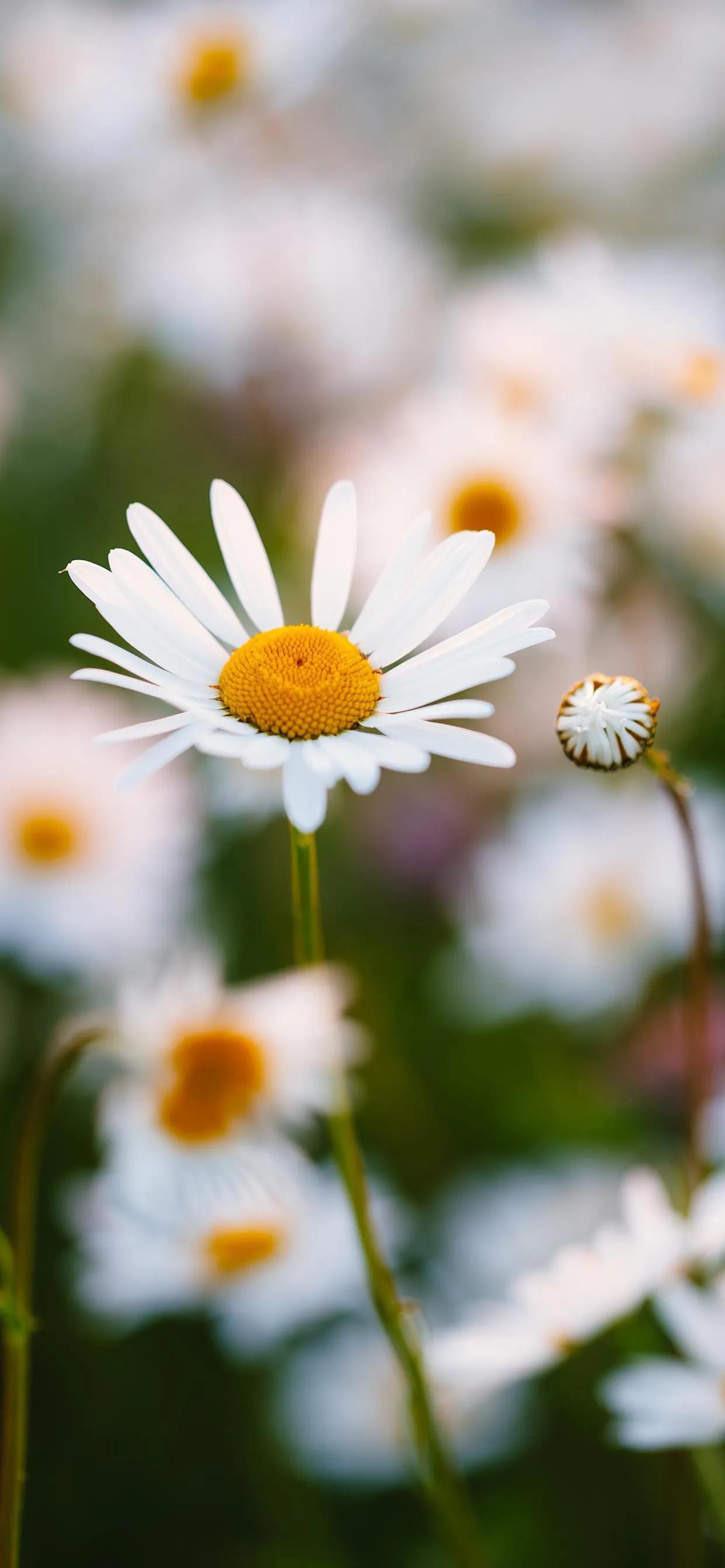 Mobile wallpaper without watermark - iMedia