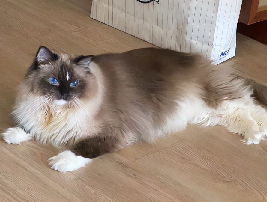 The color of the puppet cat is silly and unclear. Basically, these 3 ...