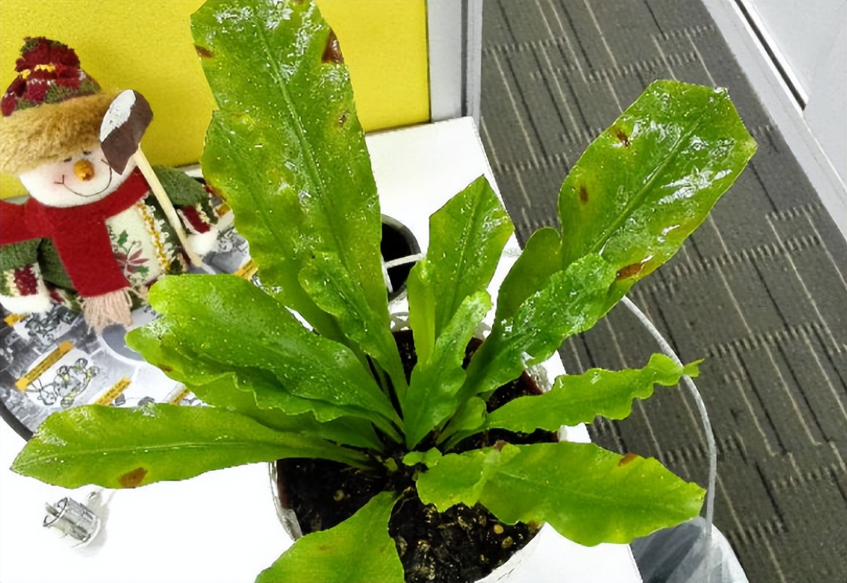 Hydroponic bird's nest fern is very simple, learn these 5 points, the ...