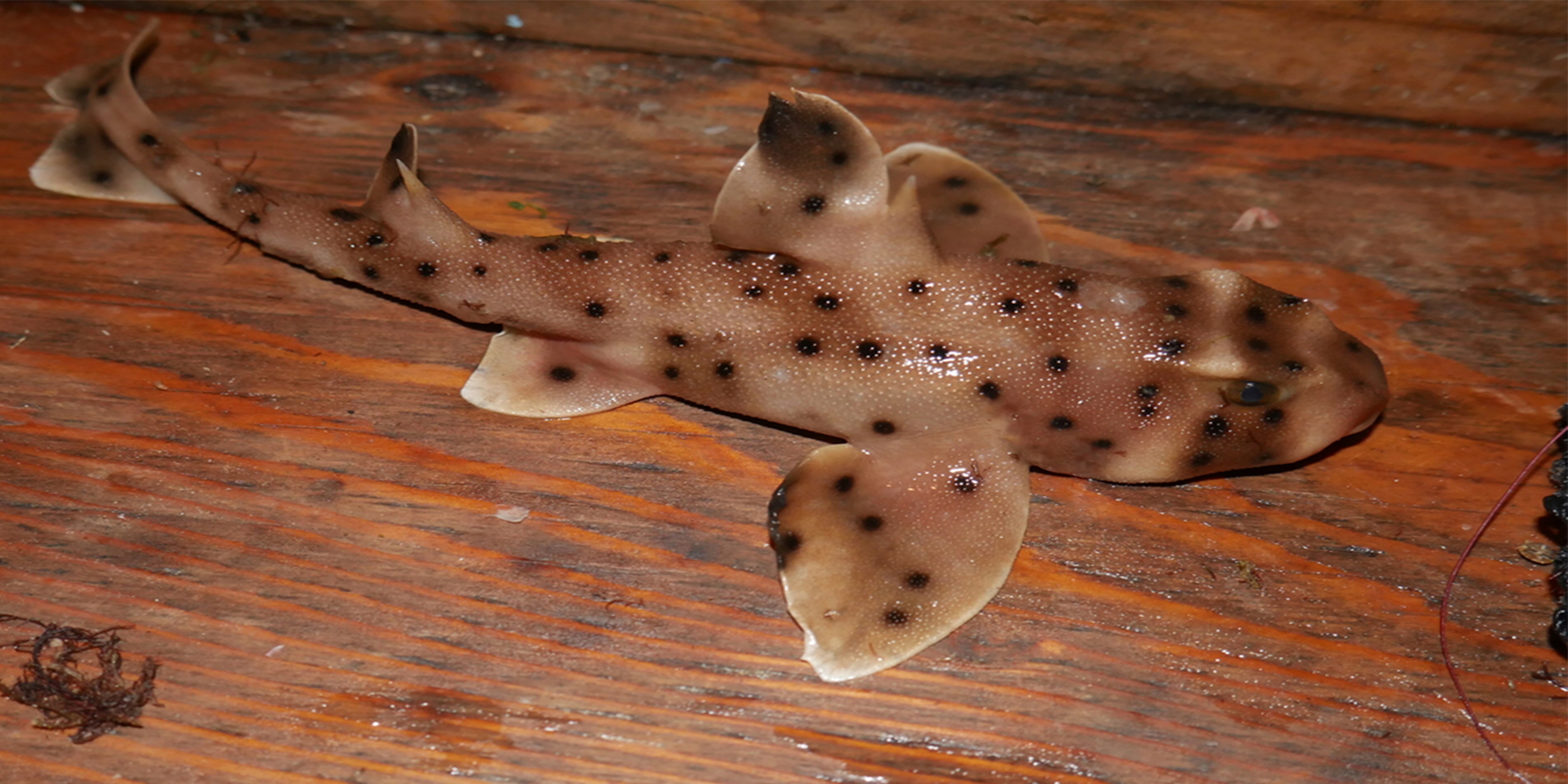 The docile and cute tiger shark family (Part 2) - iNEWS