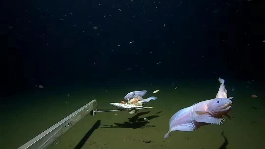 A strange fish was found in the deep sea of 8336 meters in Japan, and ...