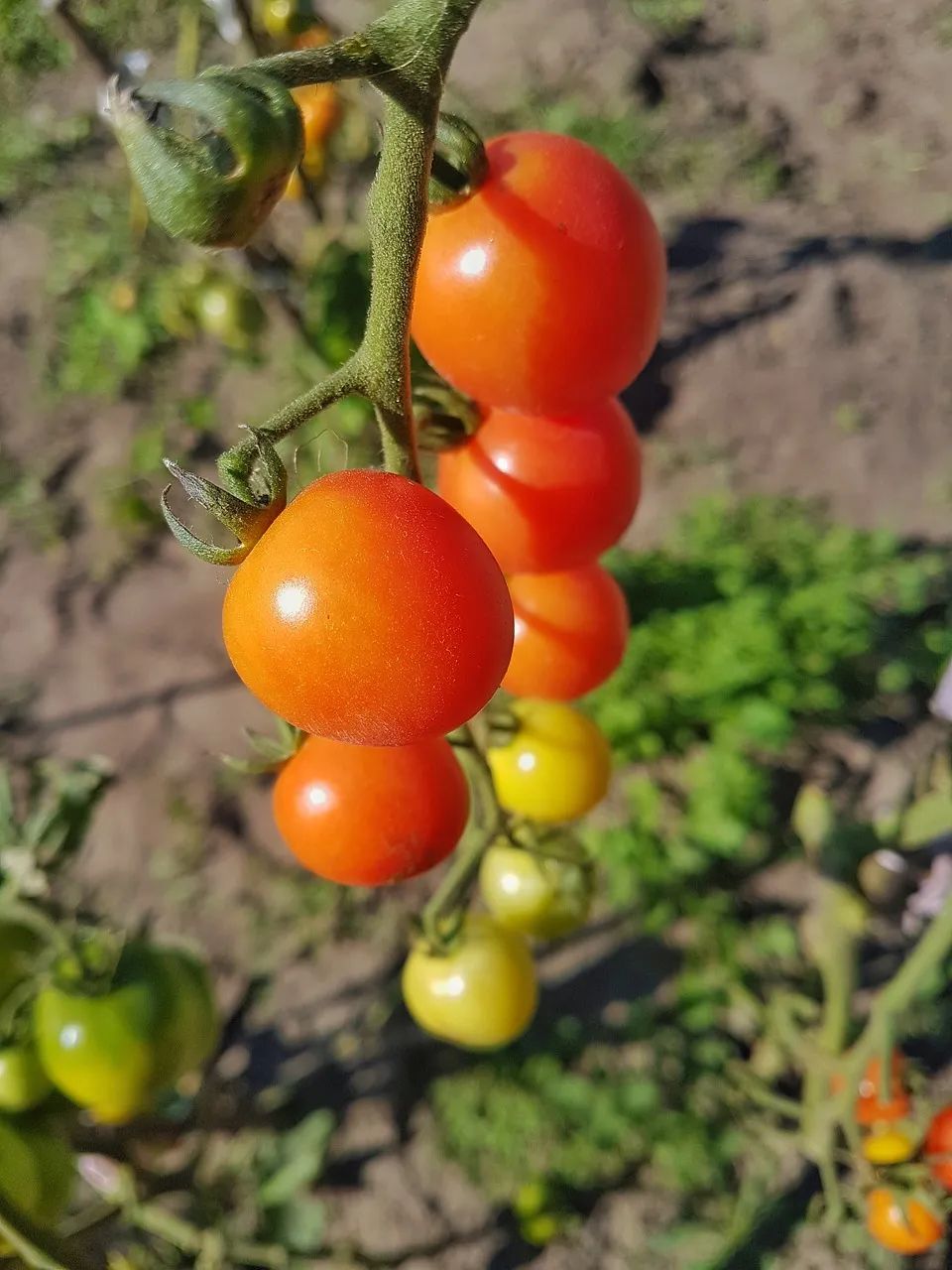 The most detailed tomato (tomato) pot planting guide in history ...