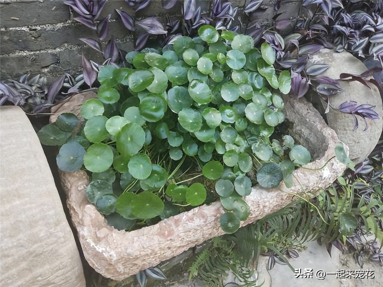 Novice hydroponic copper money plant, want to grow vigorously? It is ...