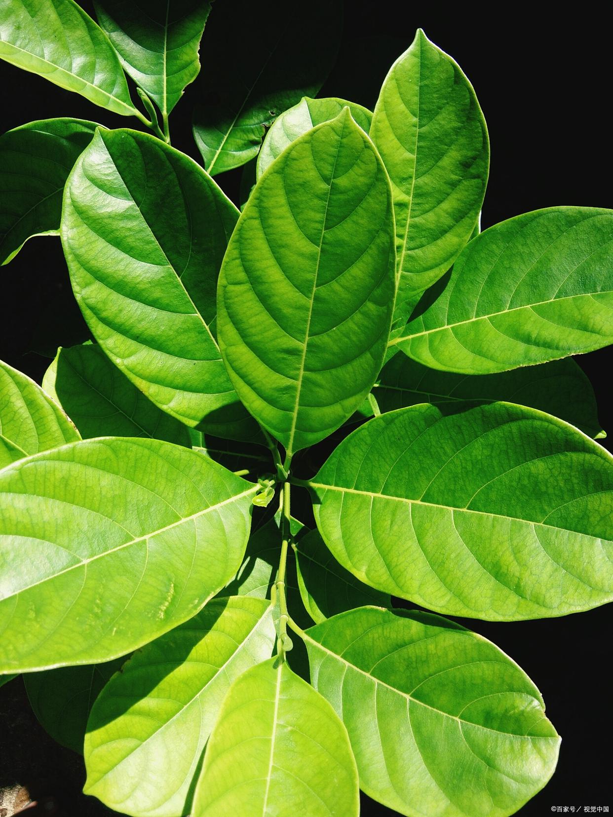 The curio bug is an insect that feeds on wood - iMedia