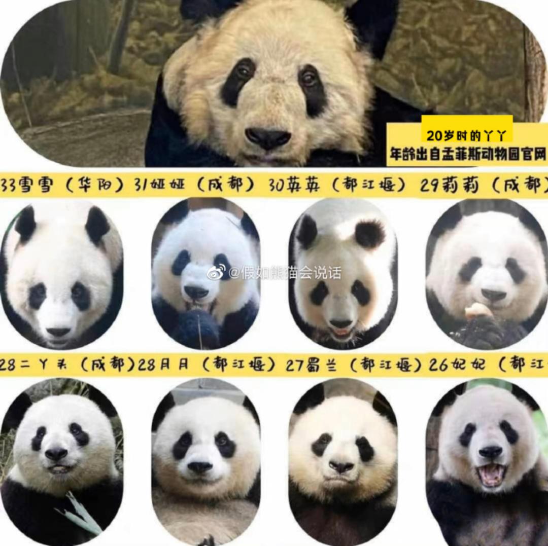 History of Chinese Giant Pandas Studying Abroad - iNEWS