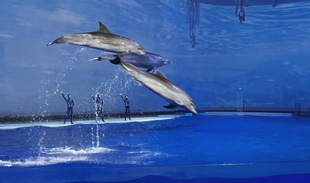 How do dolphins mate?Scientist: They are aggressive!Somewhere in the ...