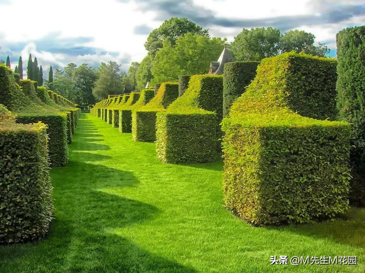 shape the tree - iMedia