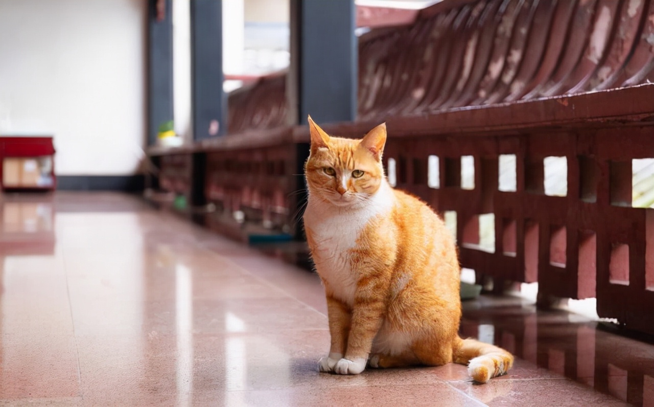What types of Chinese garden cats are there?Knowing more than half of ...