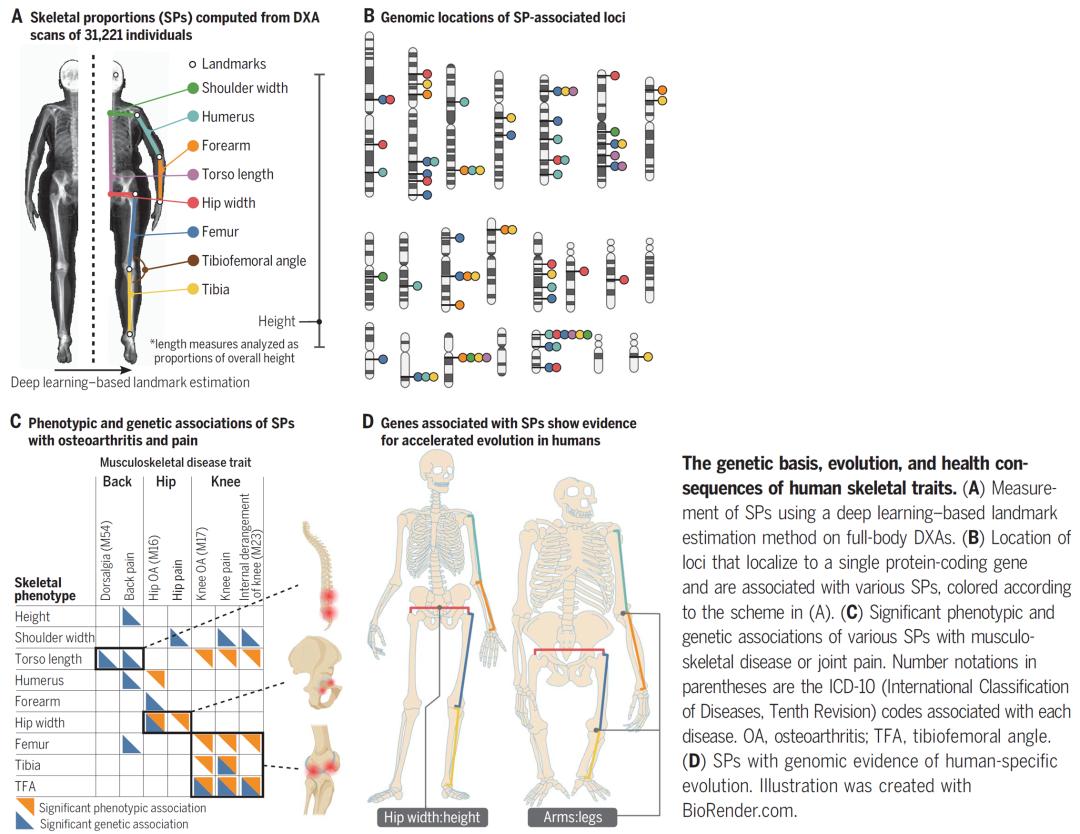 Genetic basis and evolution of a human-specific skeletal framework - iNEWS