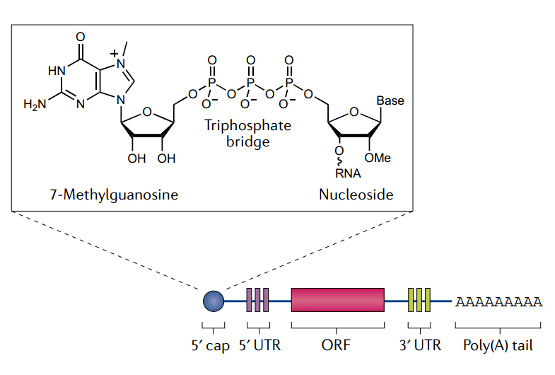 Self-developed mRNA one-step co-transcription cap analog - iNEWS