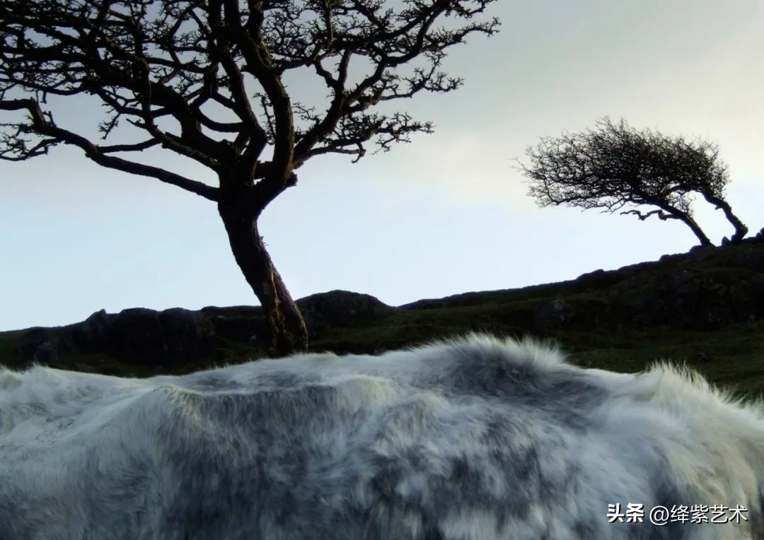 The photographer took the cow back into a blockbuster landscape ...